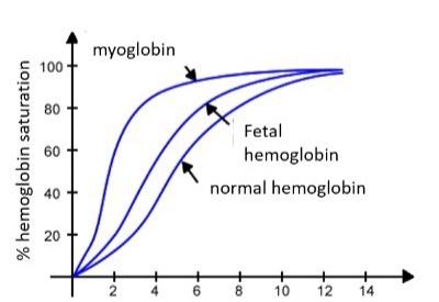 Solved 6. Myoglobin, fetal hemoglobin, and adult hemoglobin | Chegg.com