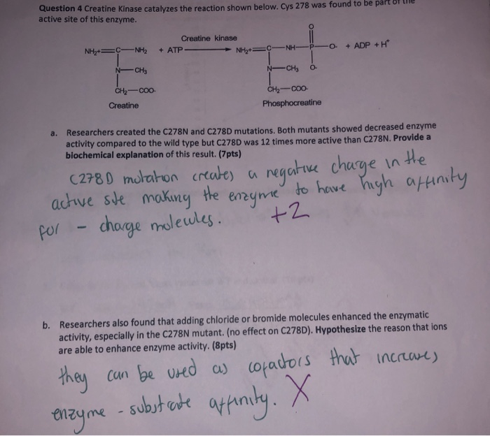 Solved Question 4 Creatine Kinase catalyzes the reaction | Chegg.com