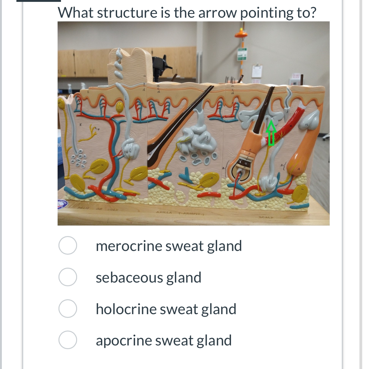 Solved merocrine sweat gland sebaceous gland holocrine sweat | Chegg.com