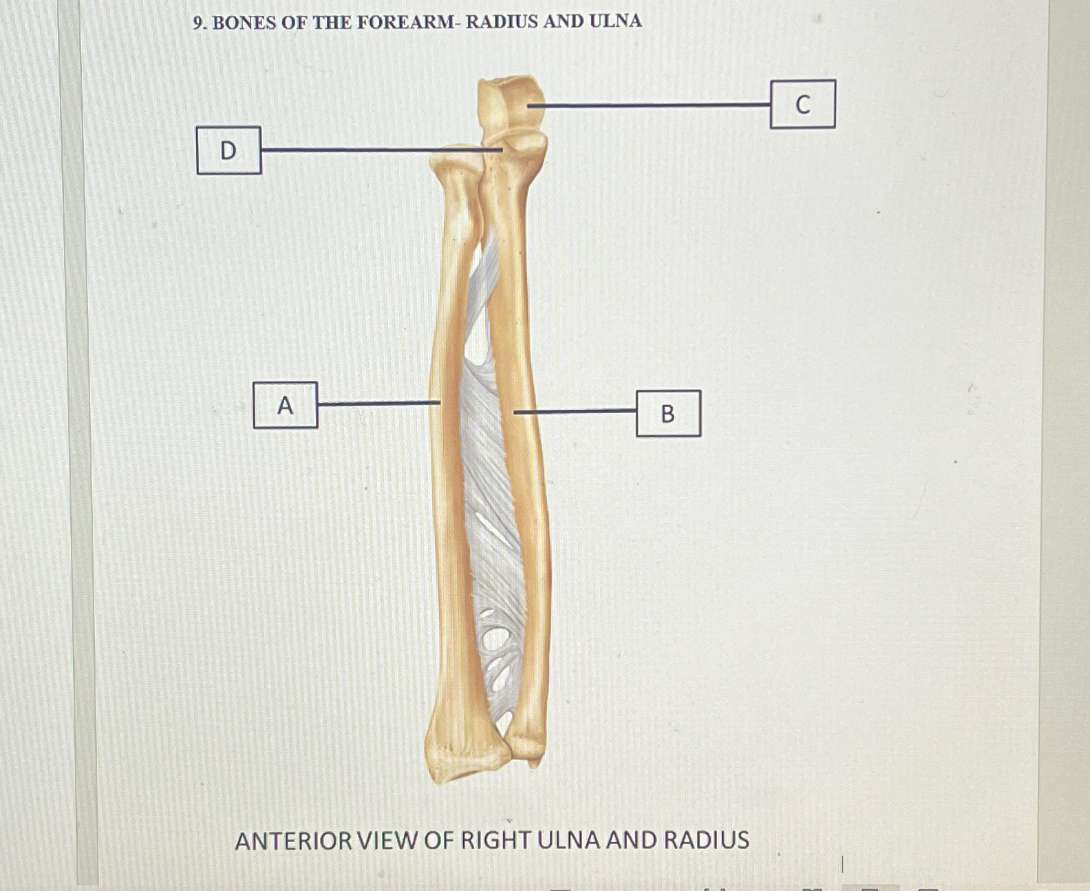 Solved BONES OF THE FOREARM- ﻿RADIUS AND ULNAANTERIOR VIEW | Chegg.com