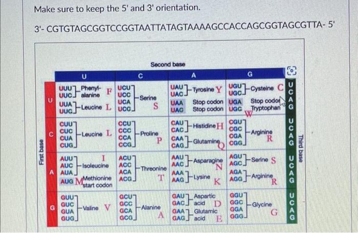 Solved Given the following Coding DNA strand, determine 1. | Chegg.com