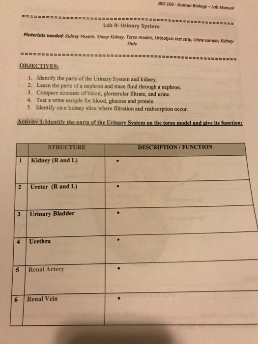 Solved BIO 103 - Human Biology-Lob Manual Lab 9: Urinary | Chegg.com