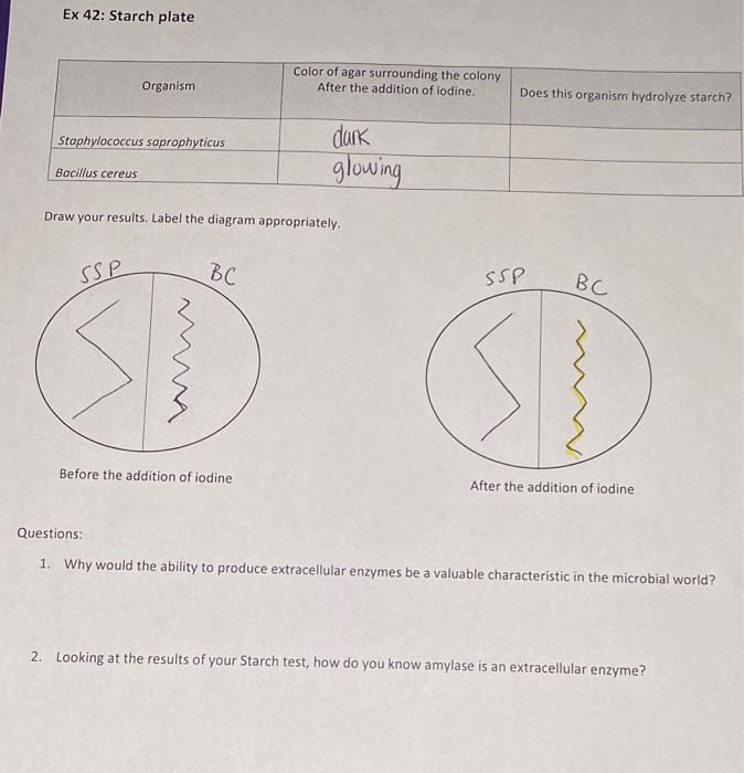 Solved Ex 42: Starch plate Draw your results. Label the | Chegg.com
