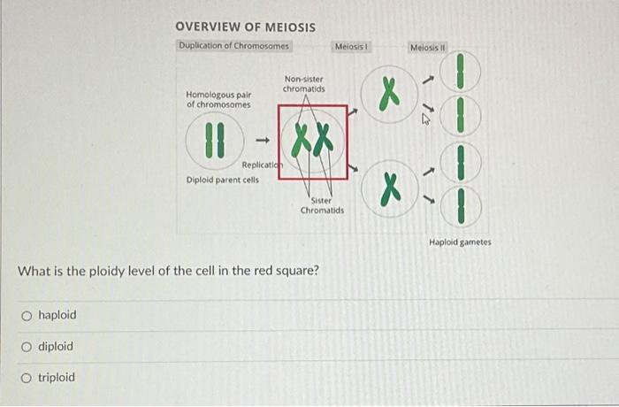 Solved What is the ploidy level of the cell in the red | Chegg.com