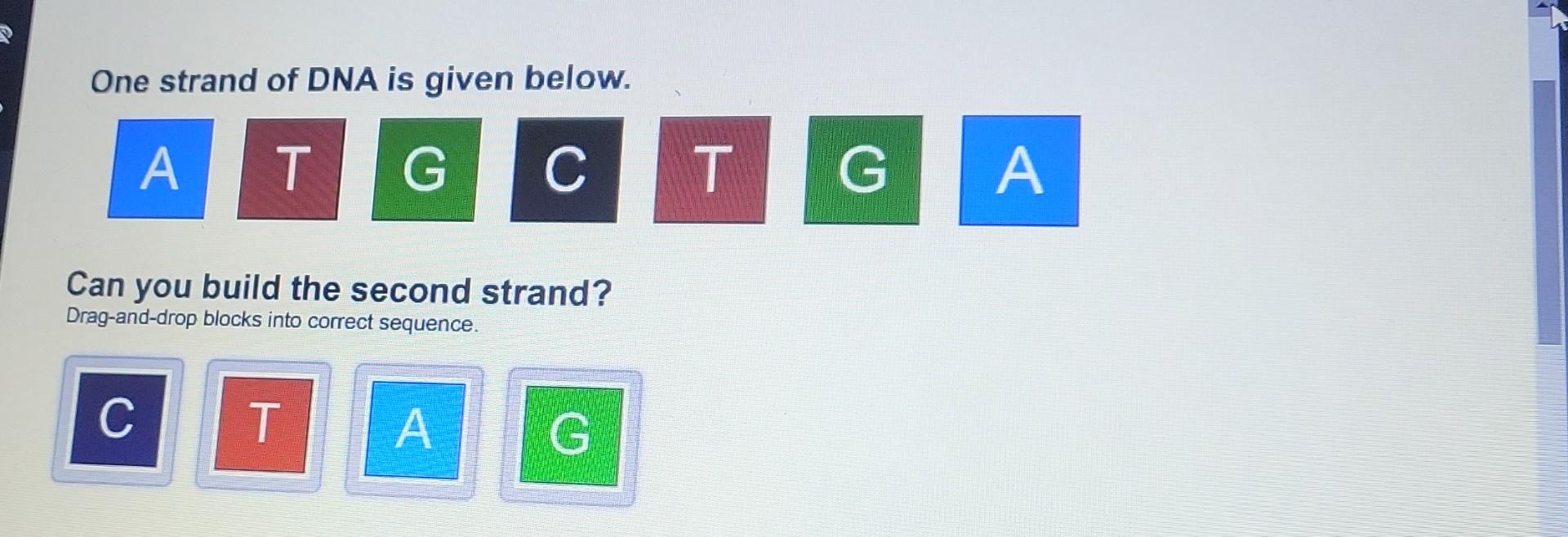 Solved One strand of DNA is given below. Can you build the | Chegg.com