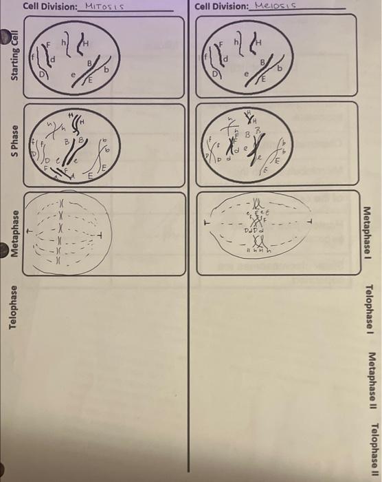 Solved Starting Cell S Phase Cell Division: MITOSIS T | Chegg.com