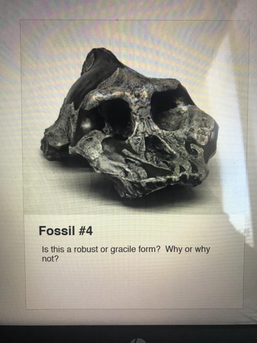 Solved Fossil # 1 Is this a robust or gracile form? Why or | Chegg.com