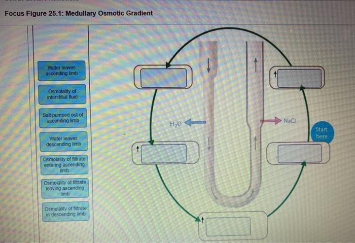 Solved Focus Figure 25.1: Medullary Osmotic Gradient Water | Chegg.com