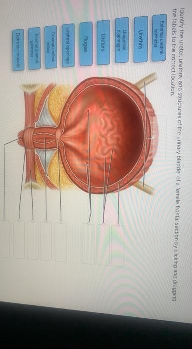 Solved identify the ureter, urethra, and structures of the | Chegg.com