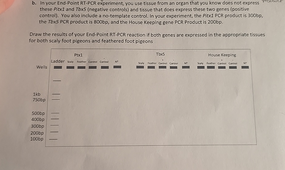 Solved b. ﻿In your End-Point RT-PCR experiment, you use | Chegg.com