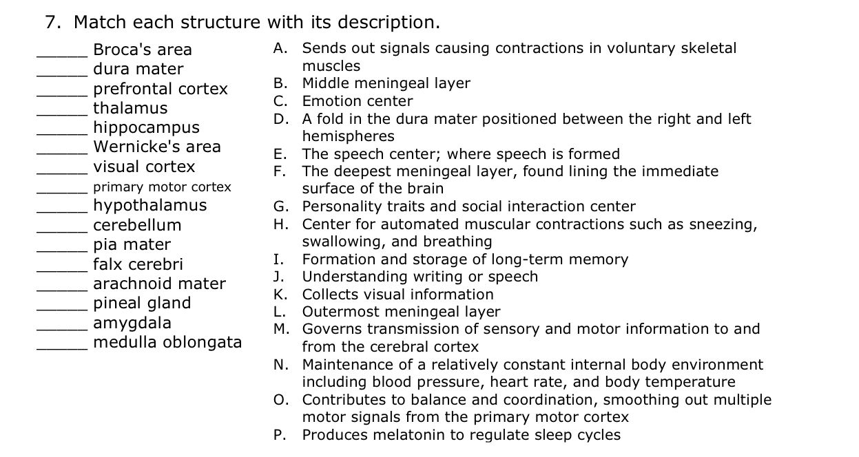 Solved Match each structure with its description.q, ﻿Broca's | Chegg.com