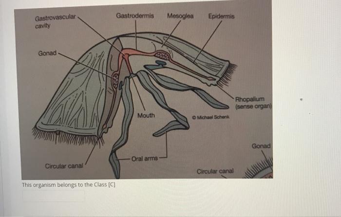 Solved Gastrodermis Mesoglea Epidermis Gastrovascular cavity | Chegg.com