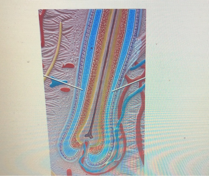 Solved U Cortex Internal root sheath (epithelial) Glassy | Chegg.com