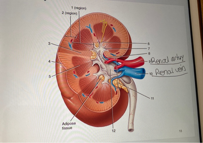 Solved 1 (region) 2 (region) Renal artery Lo Renal vein | Chegg.com