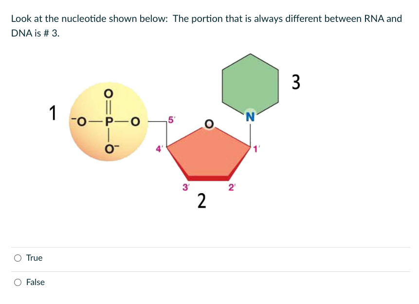 Solved Help solve, true or false. Look at the nucleotide | Chegg.com