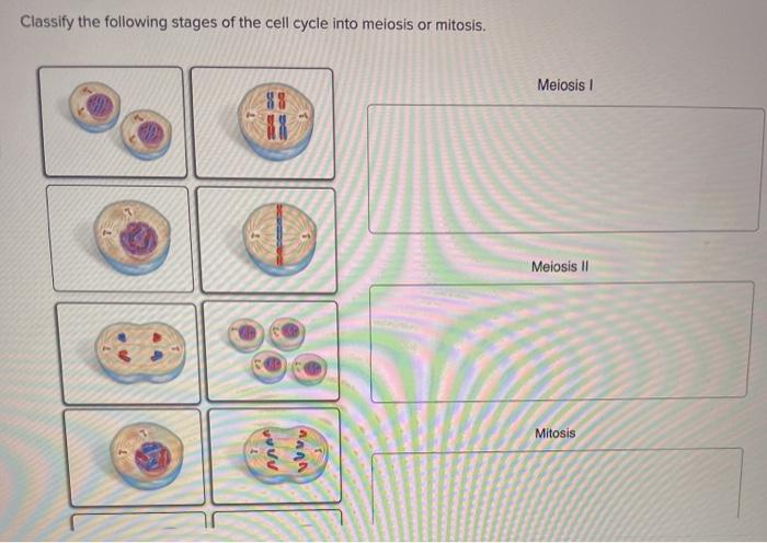 Solved Classify the following stages of the cell cycle into | Chegg.com