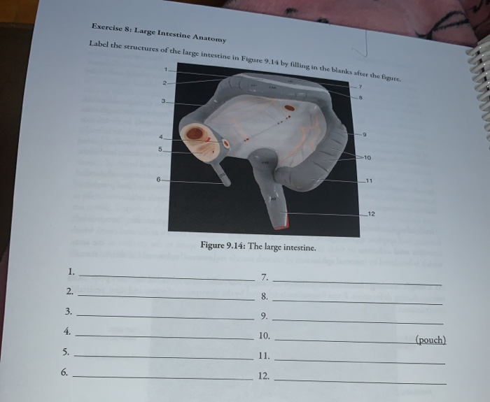 Solved Exercise 8: Large Intestine Anatomy Label the | Chegg.com