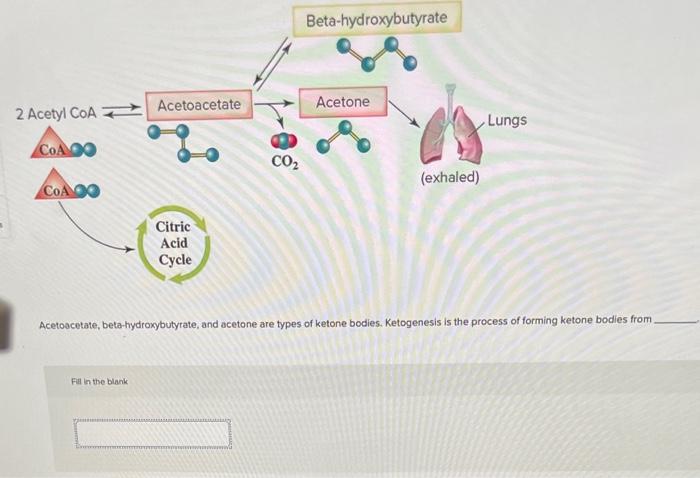 Solved Acetoacetate, beta hydroxybutyrate, and acetone are | Chegg.com
