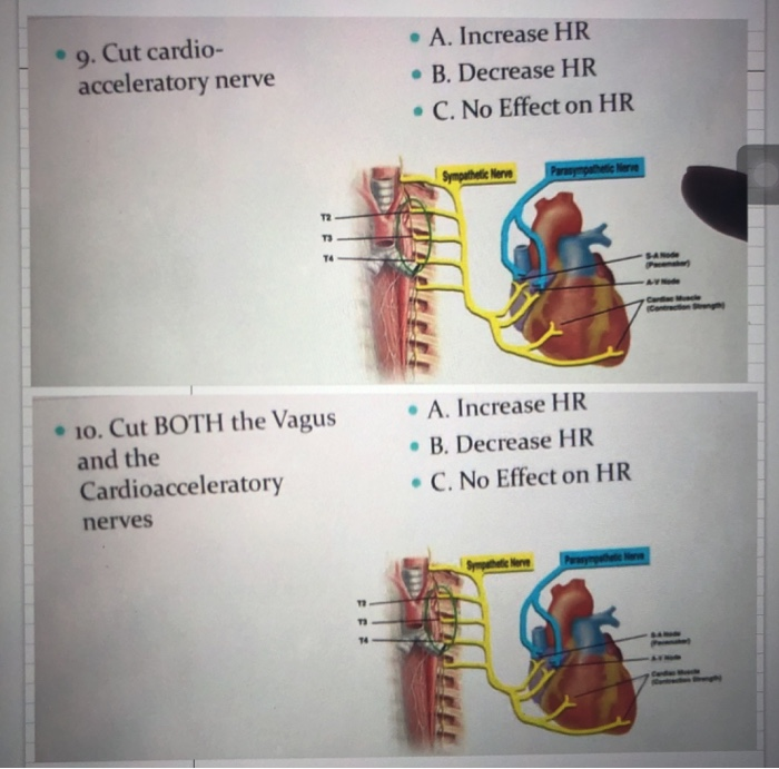 Solved • 9. Cut cardio- acceleratory nerve • A. Increase HR | Chegg.com