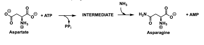 Solved The formation of asparagine from aspartate is | Chegg.com