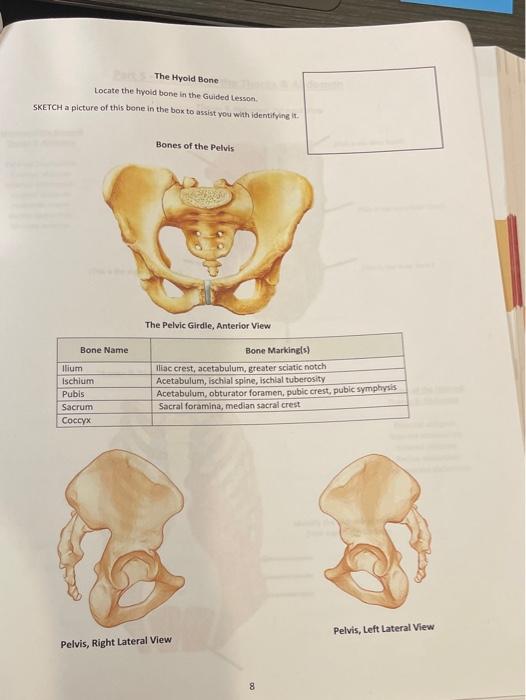 Solved The Hyold Bone Locate the hyold bone in the Guided | Chegg.com