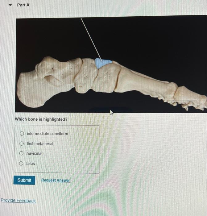 Solved Which bone is highlighted? intermediate cuneiform | Chegg.com