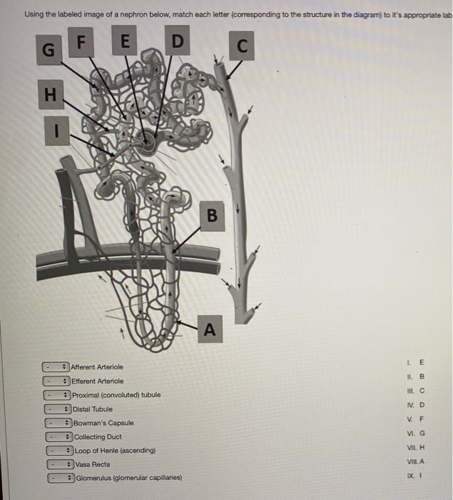 Solved Using the labeled image of a nephron below, match | Chegg.com