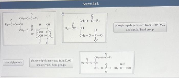 Solved Phosphatidic acid phosphatase (PAP), also called | Chegg.com