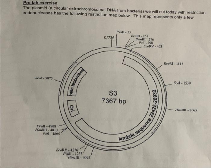 Solved Pre-lab exercise The plasmid (a circular | Chegg.com