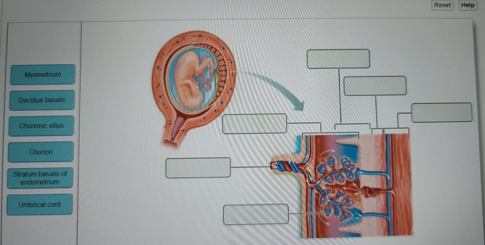 Solved Reset Help Myometrium Decidua basalis Chorionic | Chegg.com