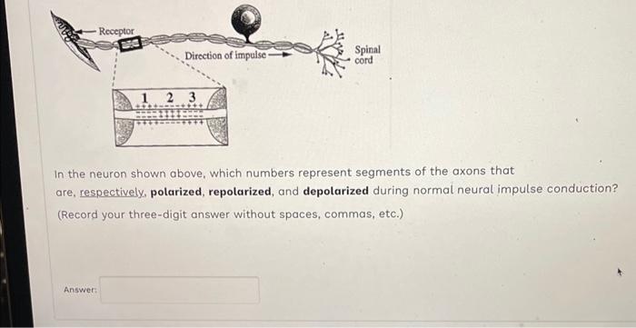 Solved In the neuron shown above, which numbers represent | Chegg.com