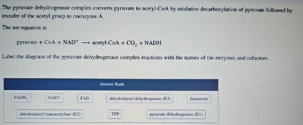 The pyruvate dehydrogenase complex converts pyruvate | Chegg.com