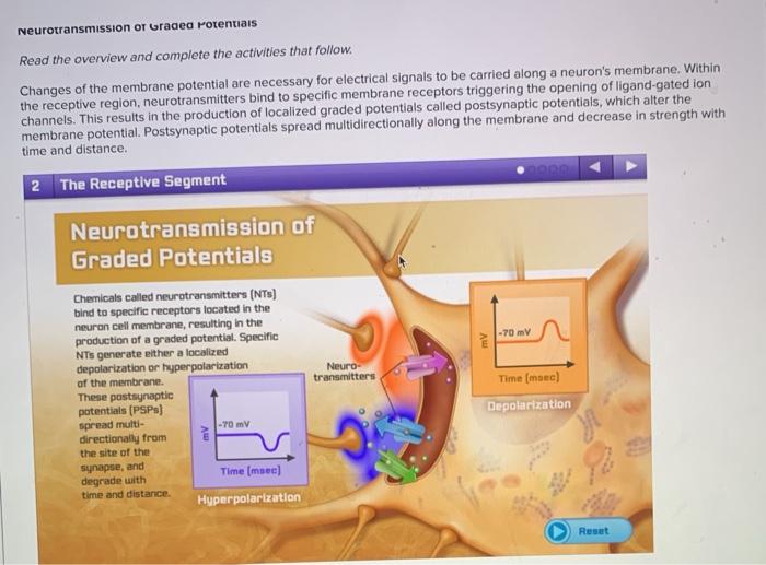 Solved Depolarization -70 mV A These postsynaptic potentials | Chegg.com