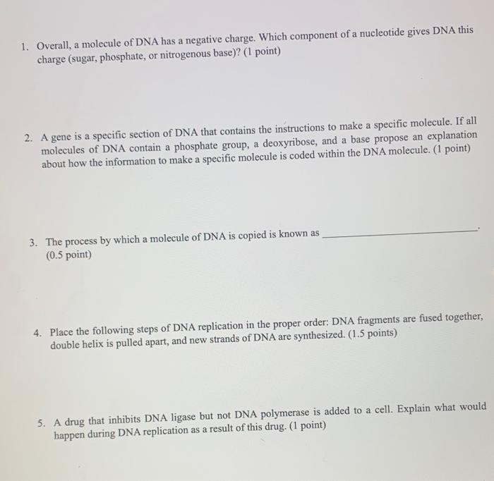 Solved 1. Overall, a molecule of DNA has a negative charge. | Chegg.com