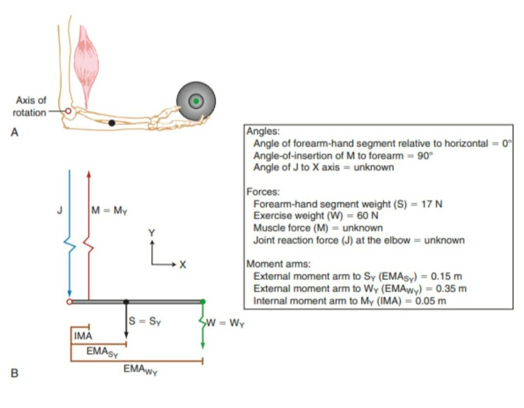 Solved Solve the unknowns: Angle of J to X axis, Muscle | Chegg.com Solved Solve the unknowns: Angle of J to X axis, Muscle | Chegg.com