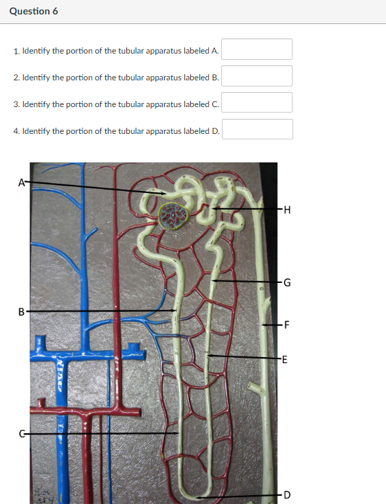 Solved Question 6 1. ﻿Identify the portion of the tubular | Chegg.com