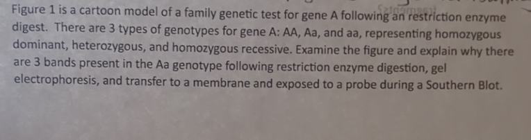 Solved Figure 1 ﻿is a cartoon model of a family genetic test | Chegg.com