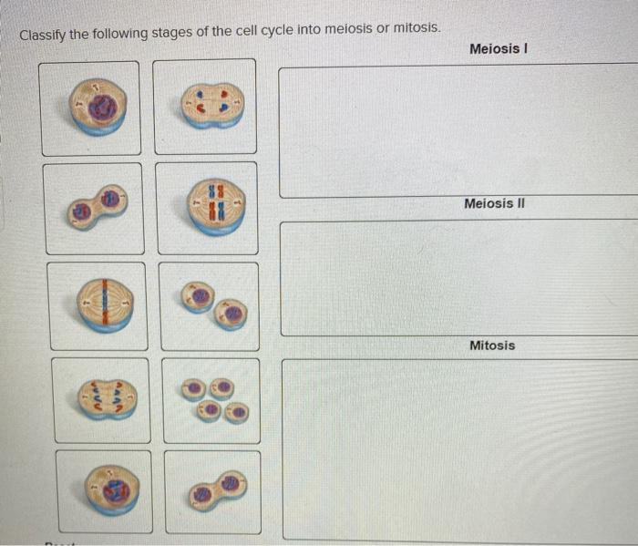 Classify the following stages of the cell cycle into | Chegg.com