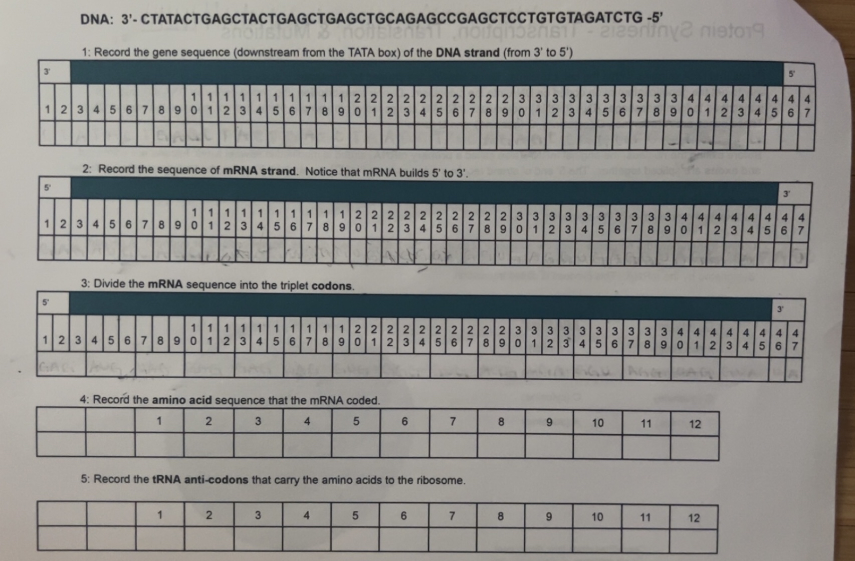 Solved Protein Synthesis - ﻿Transcription, Translation, & | Chegg.com