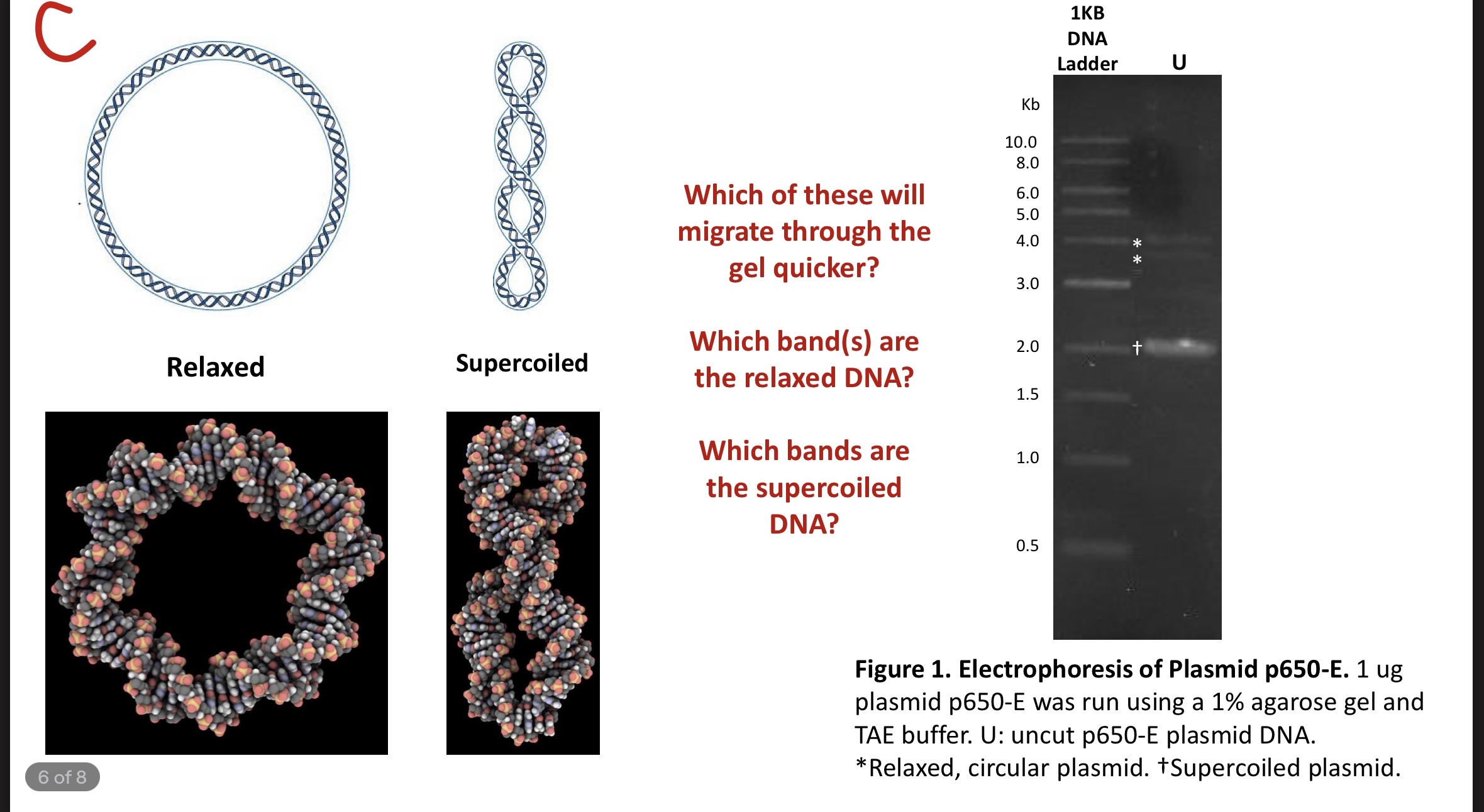 Solved Relaxed6 ﻿of 8Figure 1. ﻿Electrophoresis of Plasmid | Chegg.com