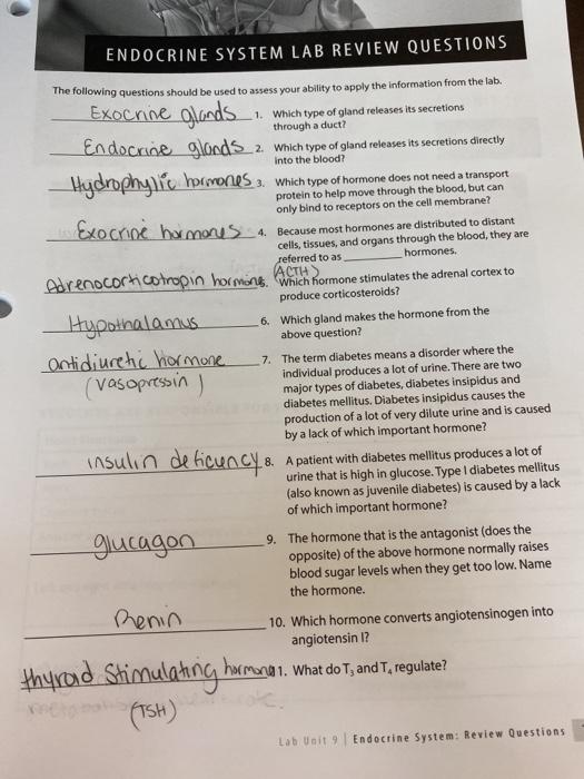 Solved into the blood? hormones. ENDOCRINE SYSTEM LAB REVIEW | Chegg.com