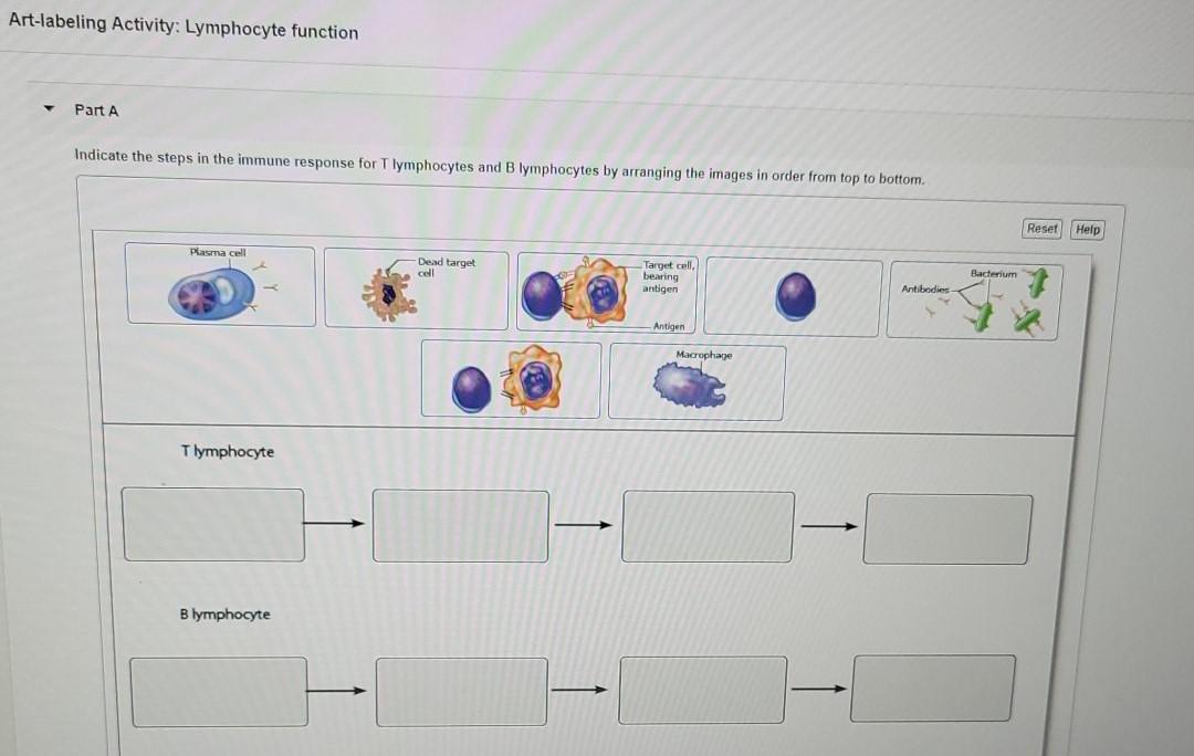 Solved Art-labeling Activity: Lymphocyte function Part A | Chegg.com