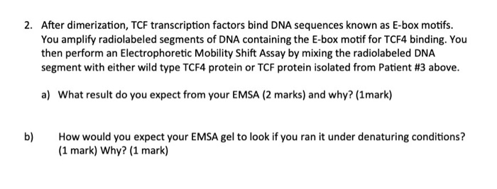Solved 2. After dimerization, TCF transcription factors bind | Chegg.com