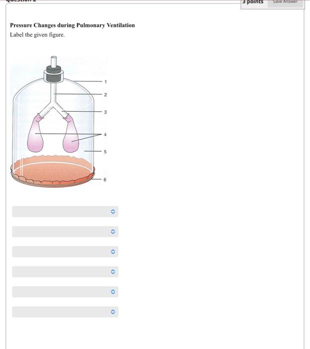 Solved Pressure Changes during Pulmonary Ventilation Label | Chegg.com