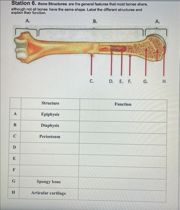 Solved Station 6. Bone Structures are the general features | Chegg.com