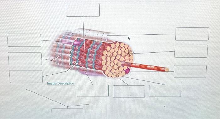 Solved Click and drag the labels of the internal components | Chegg.com