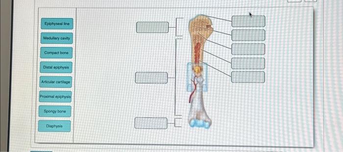 Solved Epiphyseal line I Medullary cavity Compact bone | Chegg.com