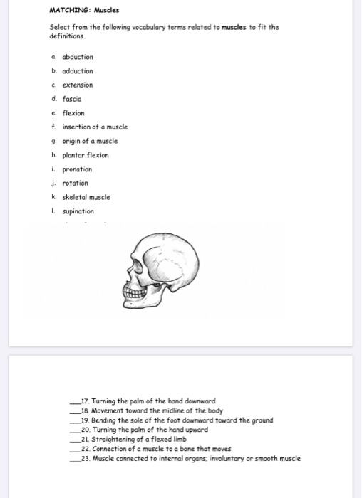 Solved MATCHING: Muscles Select from the following | Chegg.com