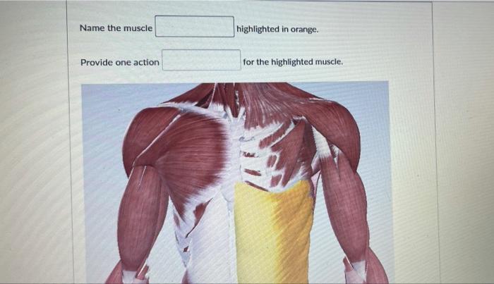 Solved Name the muscle highlighted in orange. Provide one | Chegg.com