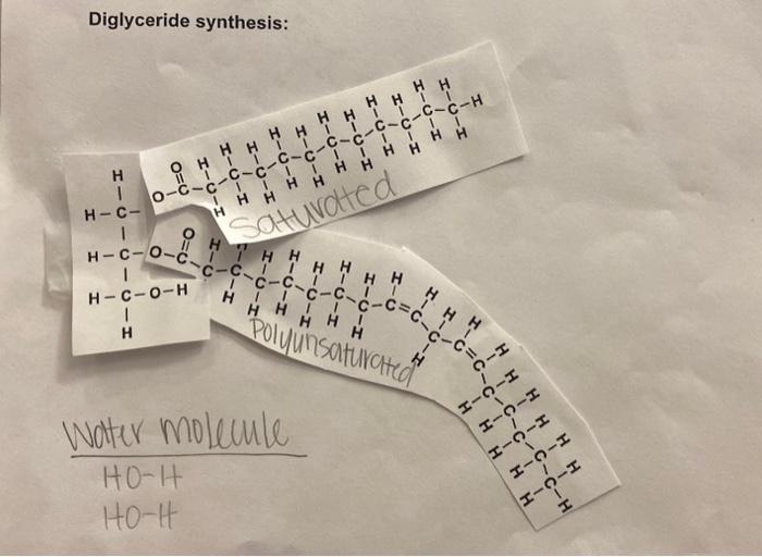 Solved Diglyceride synthesis: | Chegg.com